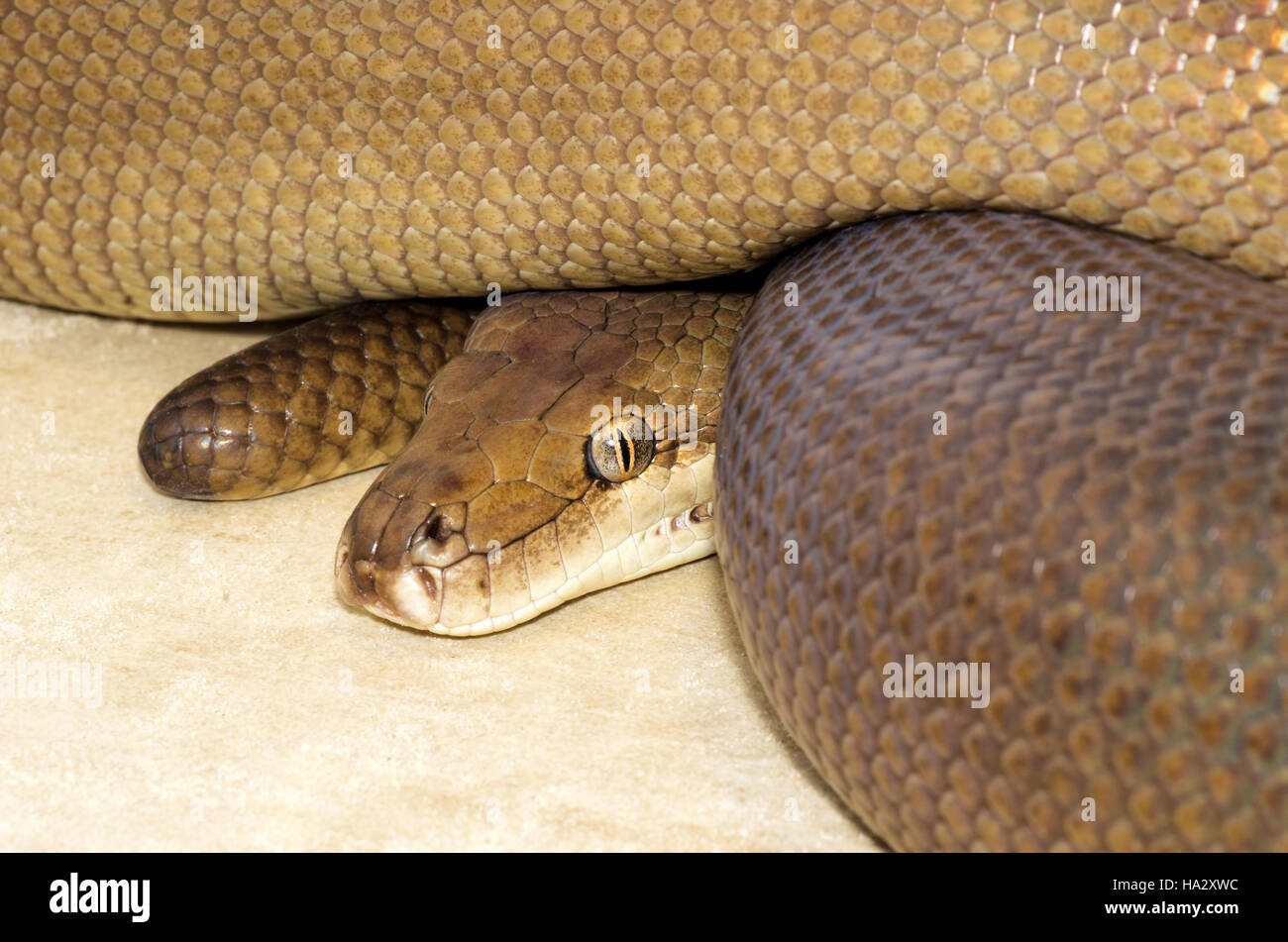 Python in australia hi-res stock photography and images - Alamy