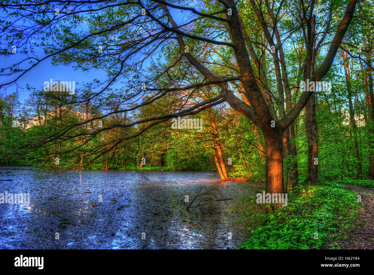 Summer landscape. Green trees around the lake Stock Photo - Alamy