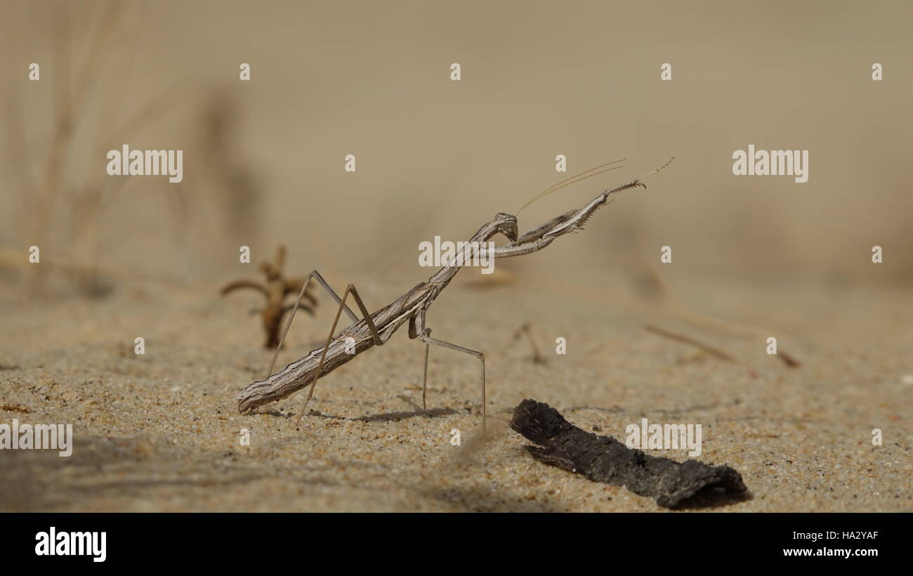 Praying Mantis Or Insects Stock Photo - Alamy