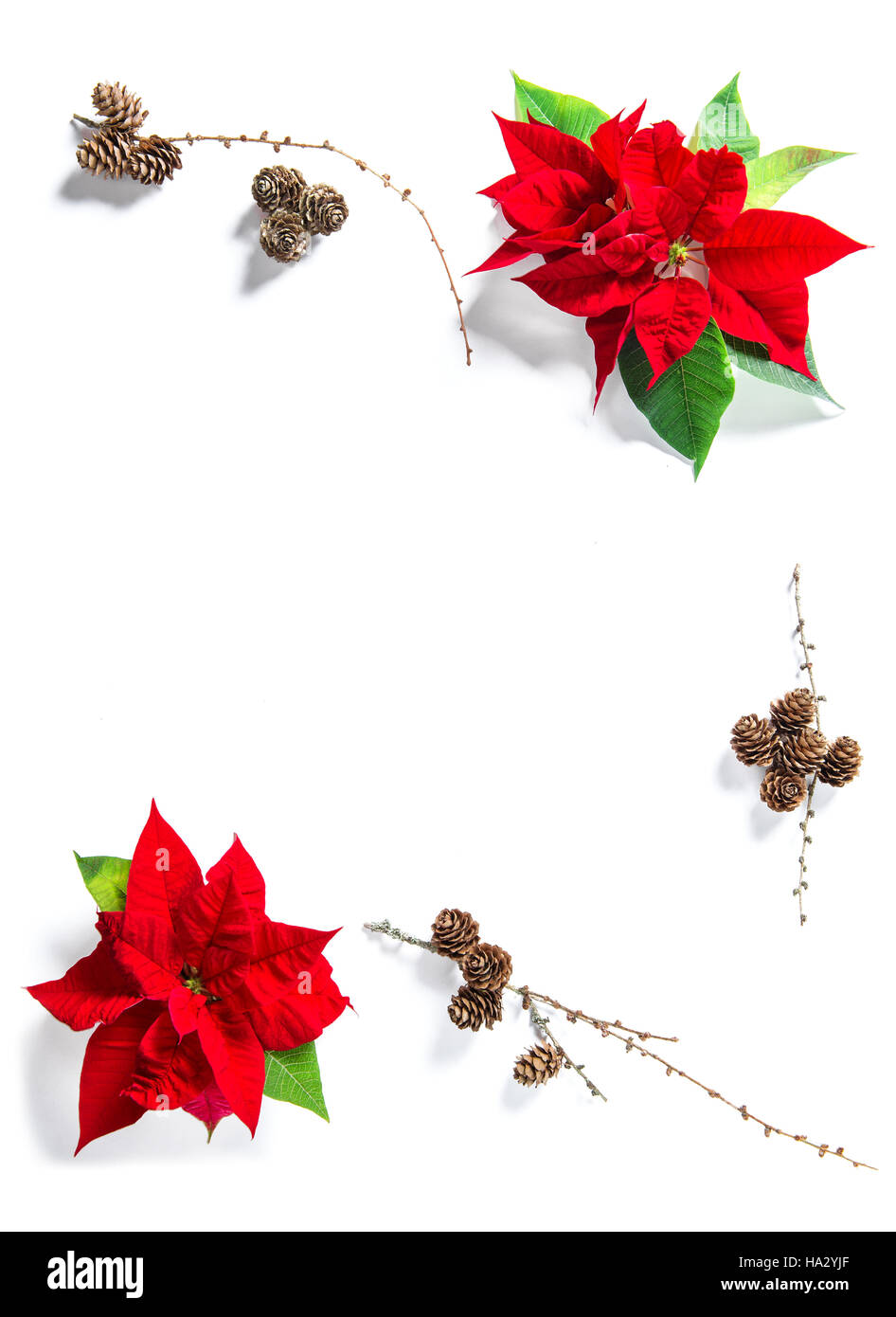 Creative flat lay flower Cut Out Stock Images & Pictures - Alamy