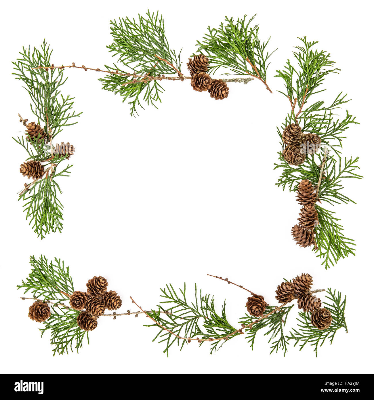 Frame from evergreen tree branches with cones on white background ...