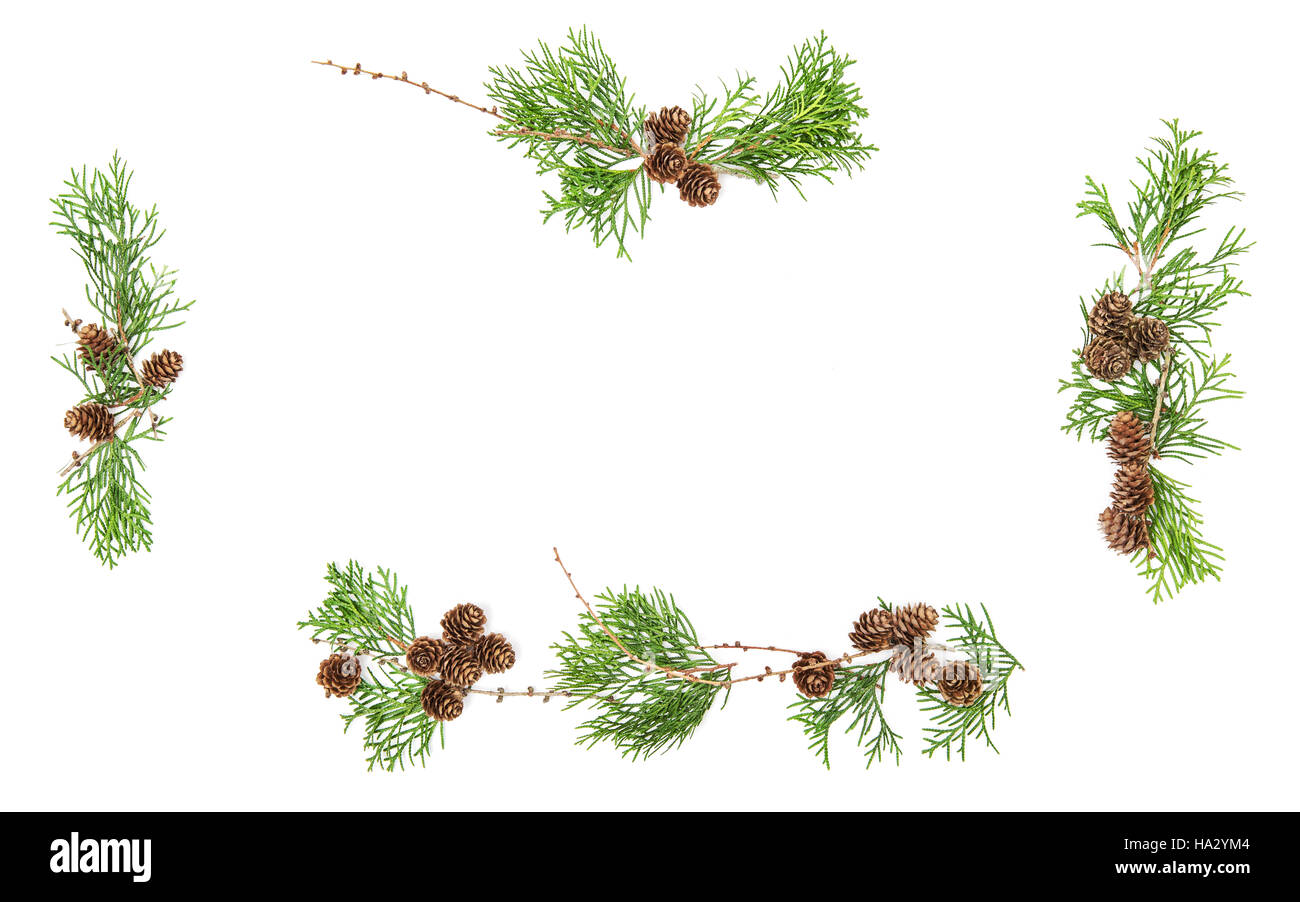 Pattern tree branches cones Cut Out Stock Images & Pictures - Alamy