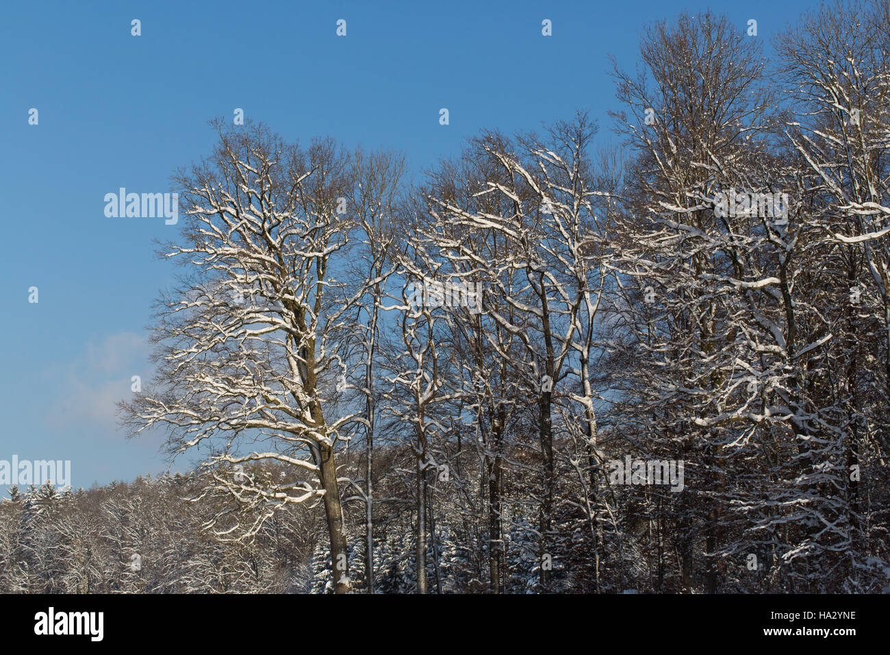 forest edge in winter with snow and blue sky Stock Photo - Alamy