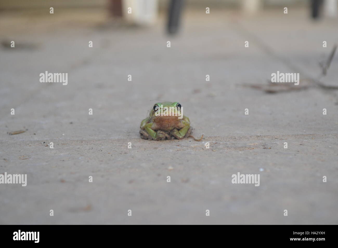 A frog on the way Stock Photo - Alamy