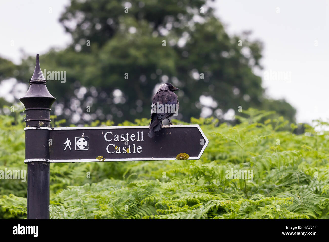 Bird sitting on signpost hi-res stock photography and images - Alamy