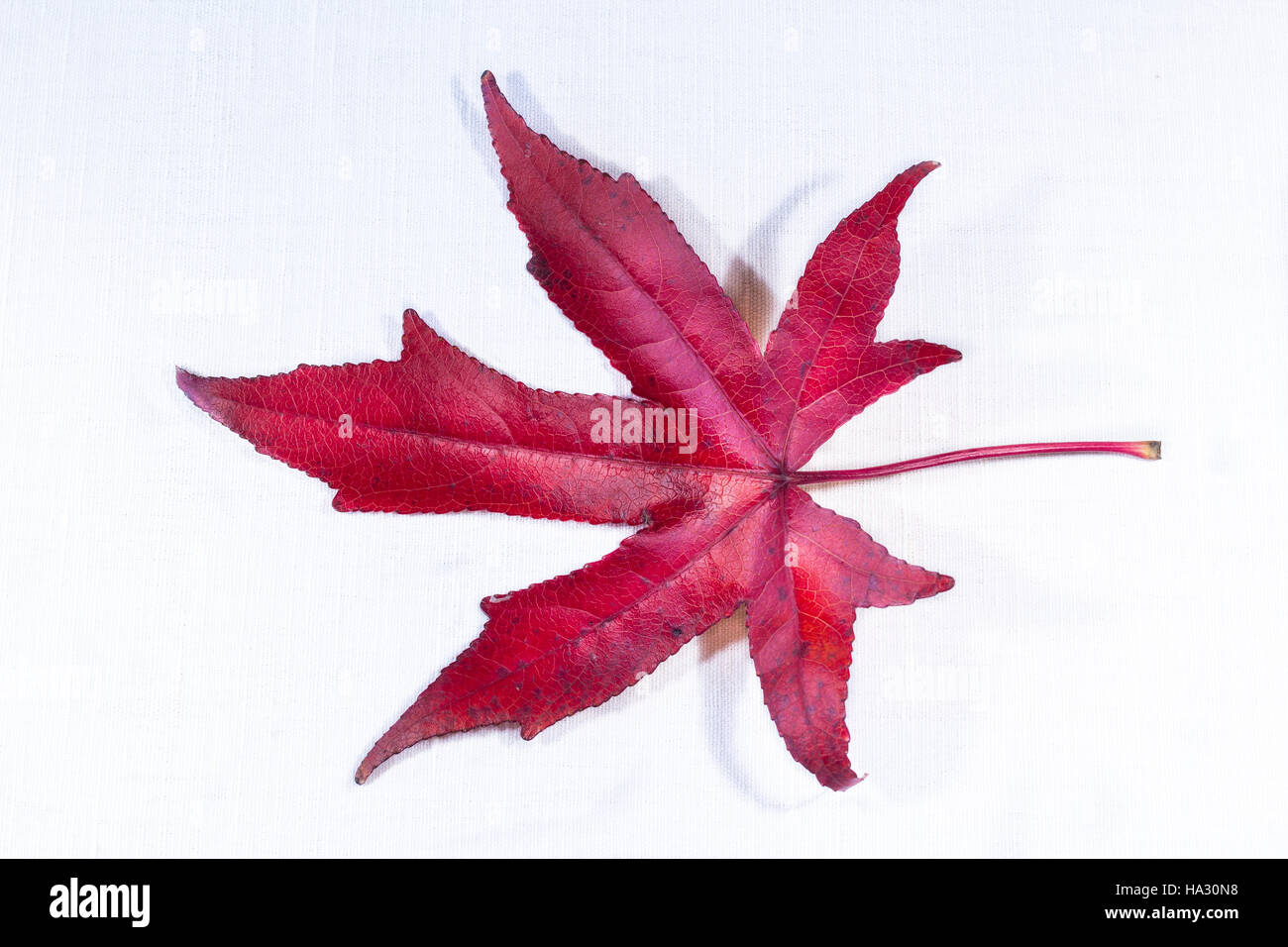 Red leaf in the autumn Stock Photo - Alamy