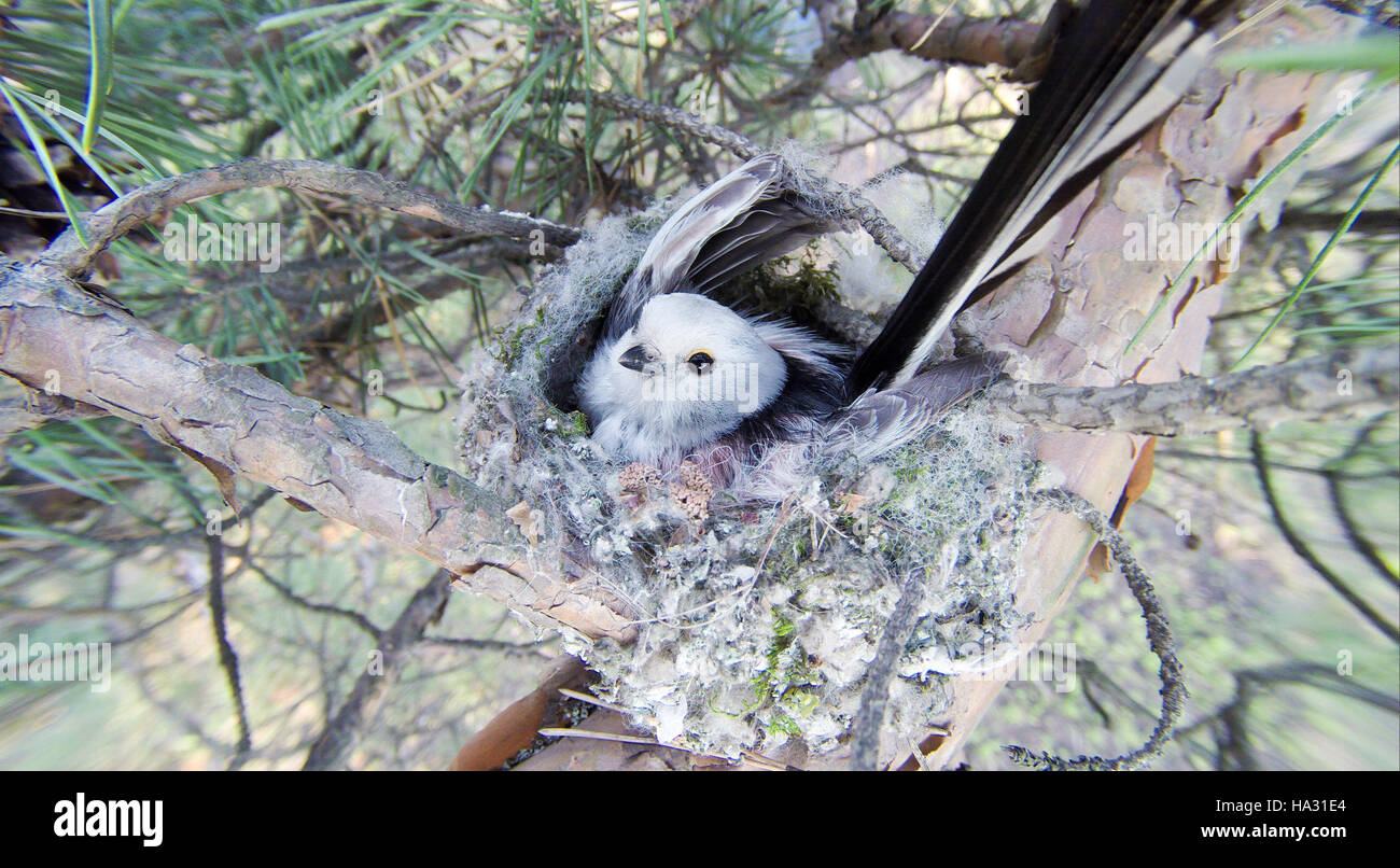 Aegithalos caudatus. The nest of the Long-tailed Tit in nature. Moscow ...