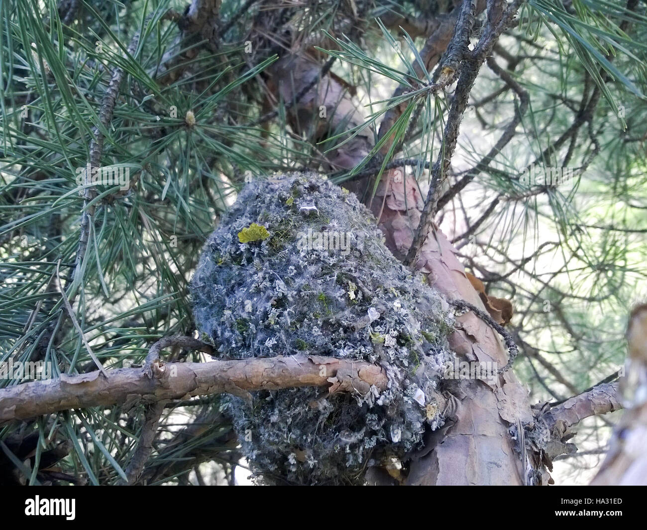 Aegithalos caudatus. The nest of the Long-tailed Tit in nature. Moscow ...