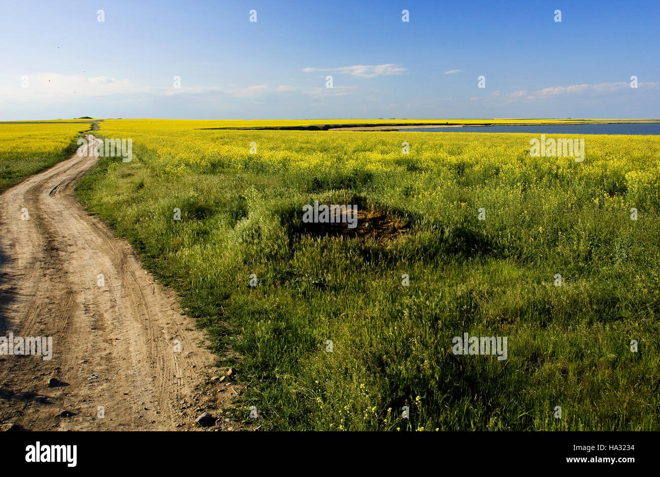 Rapeseed cultivation in Romania Stock Photo - Alamy