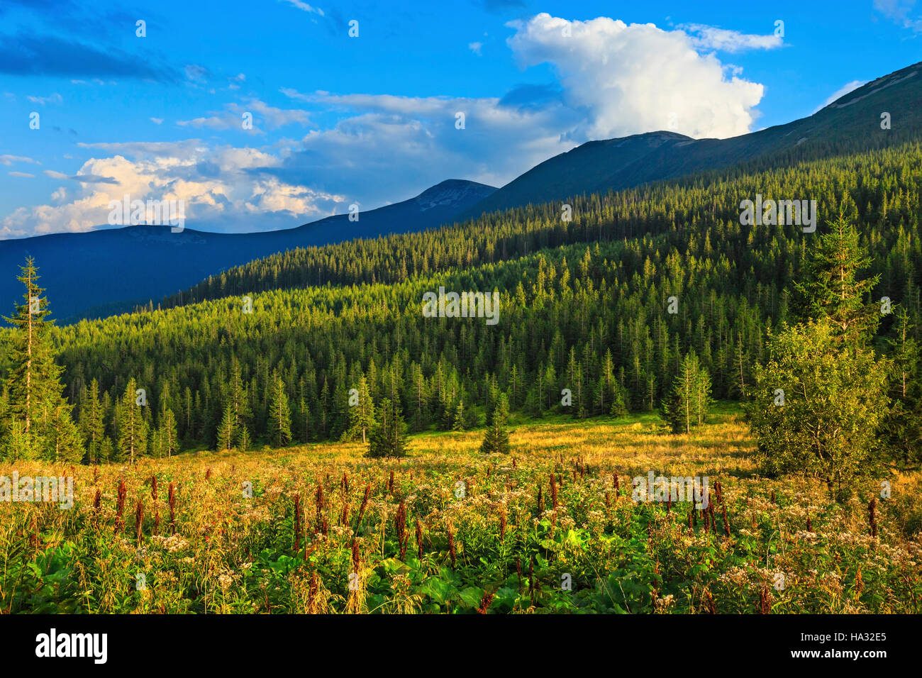 Bushes wild raspberries with red berries (in front) and summer ...