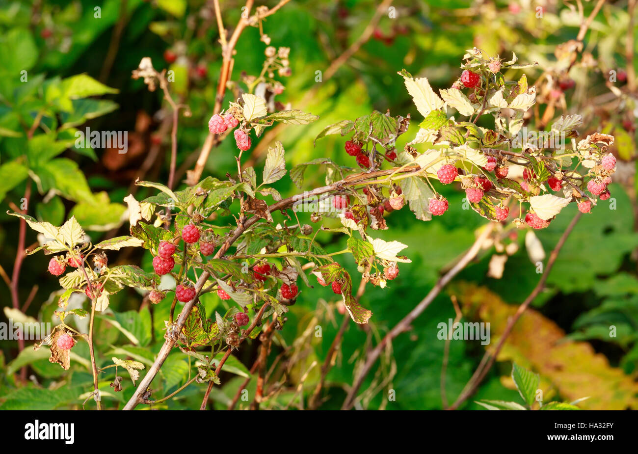 Twig wild raspberries with red sweet berries close-up Stock Photo - Alamy