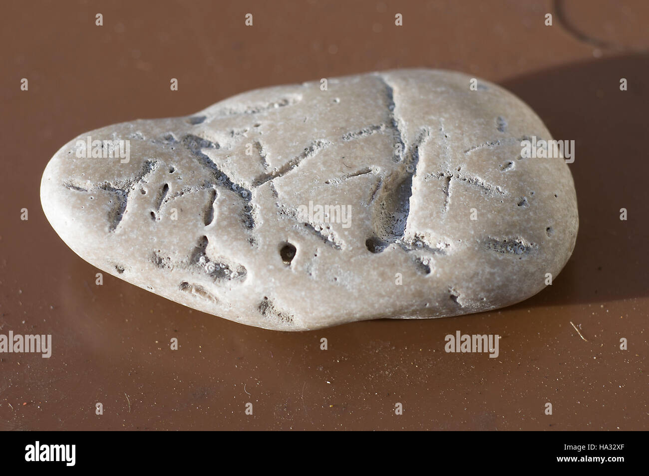 LIght coloured rock filled with tiny snail fossils on a brown ...