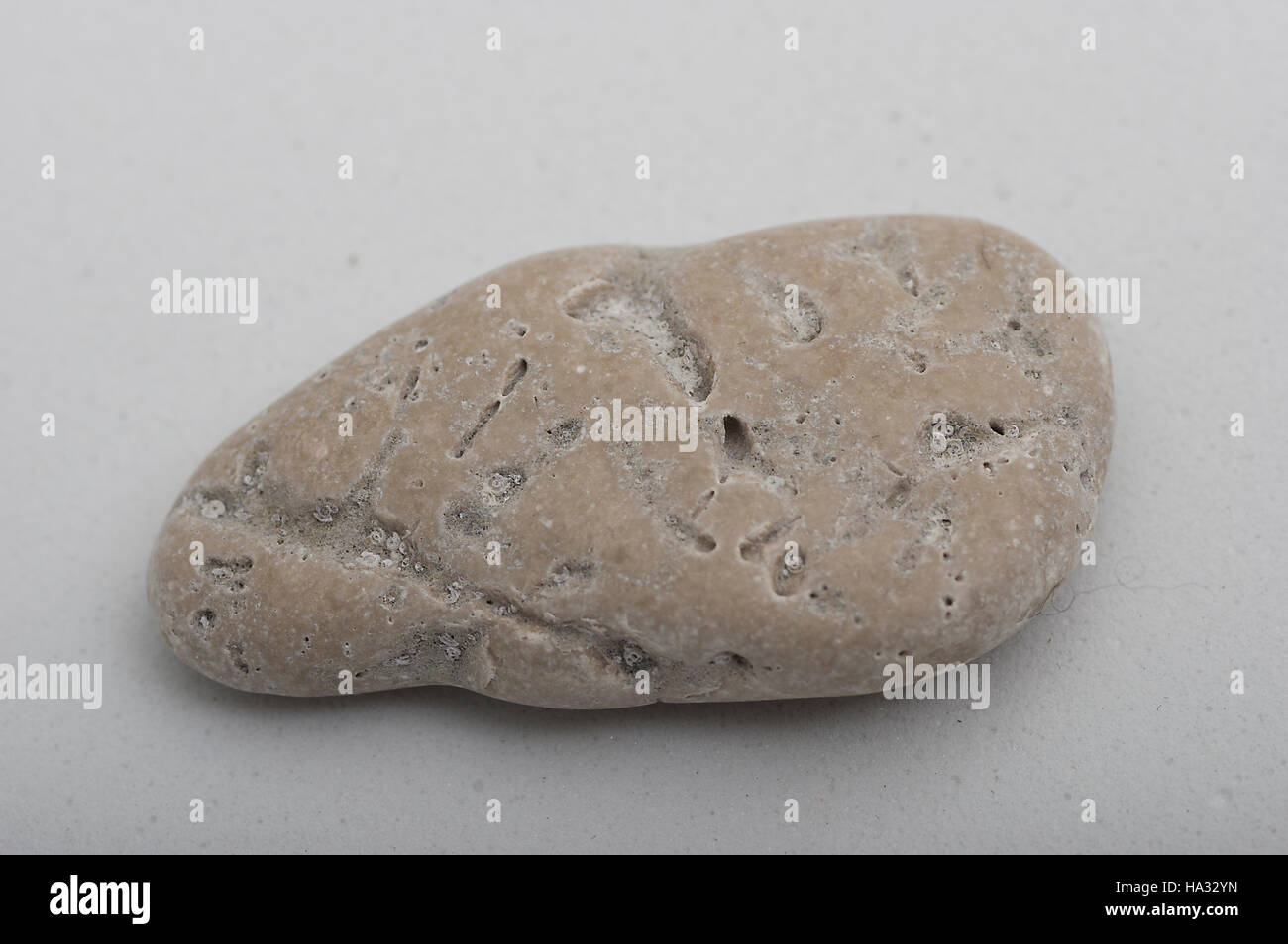 LIght coloured rock filled with fossils in all the grooves against a ...