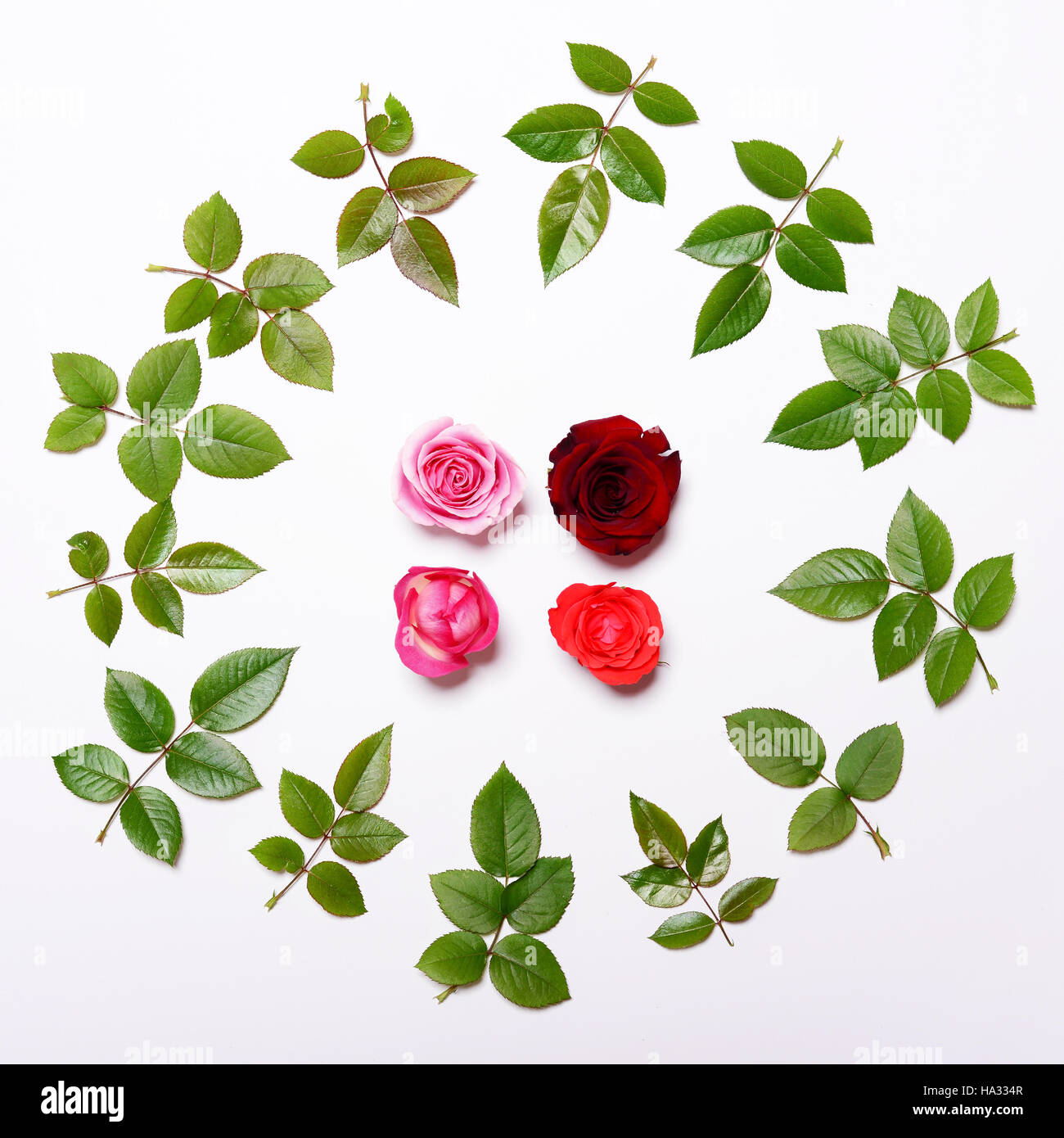 Closeup of four different roses inside of frame made of rose leaves on ...
