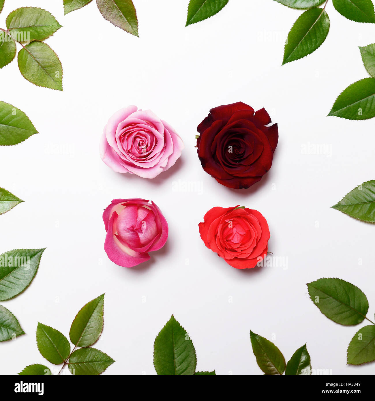 Closeup of four different roses inside of frame made of rose leaves on ...