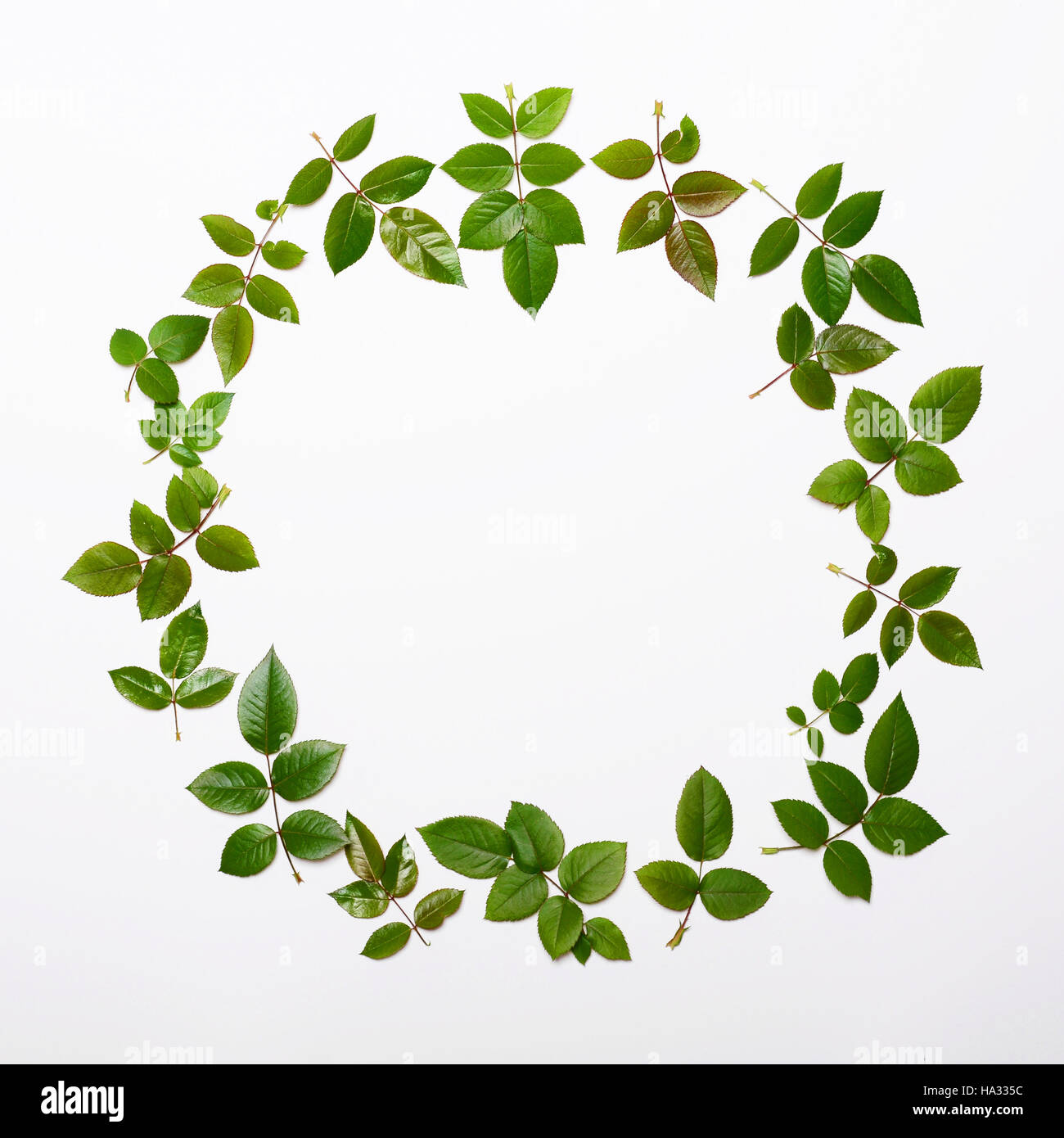 Flat lay - Round frame made of beautiful fresh rose leaves Stock Photo ...