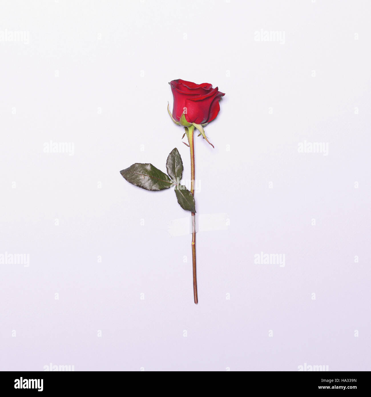 Fresh red rose flower taped on white background - Minimal flat lay ...