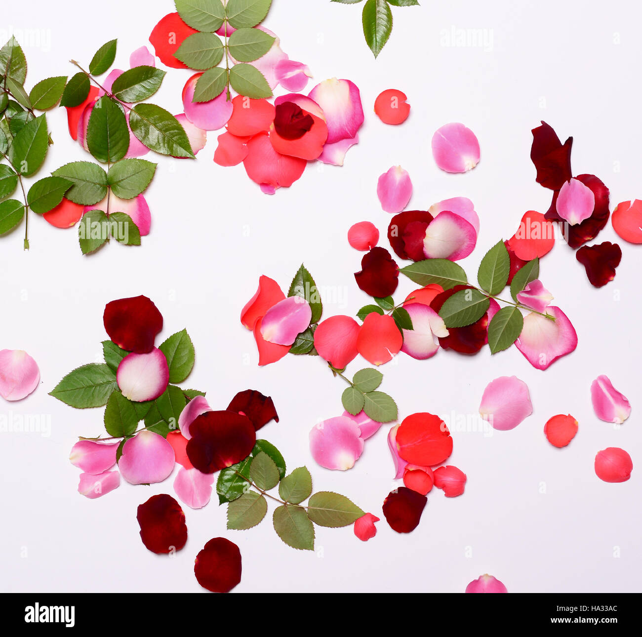 Group of colorful rose petals and leaves on white background - Top view ...