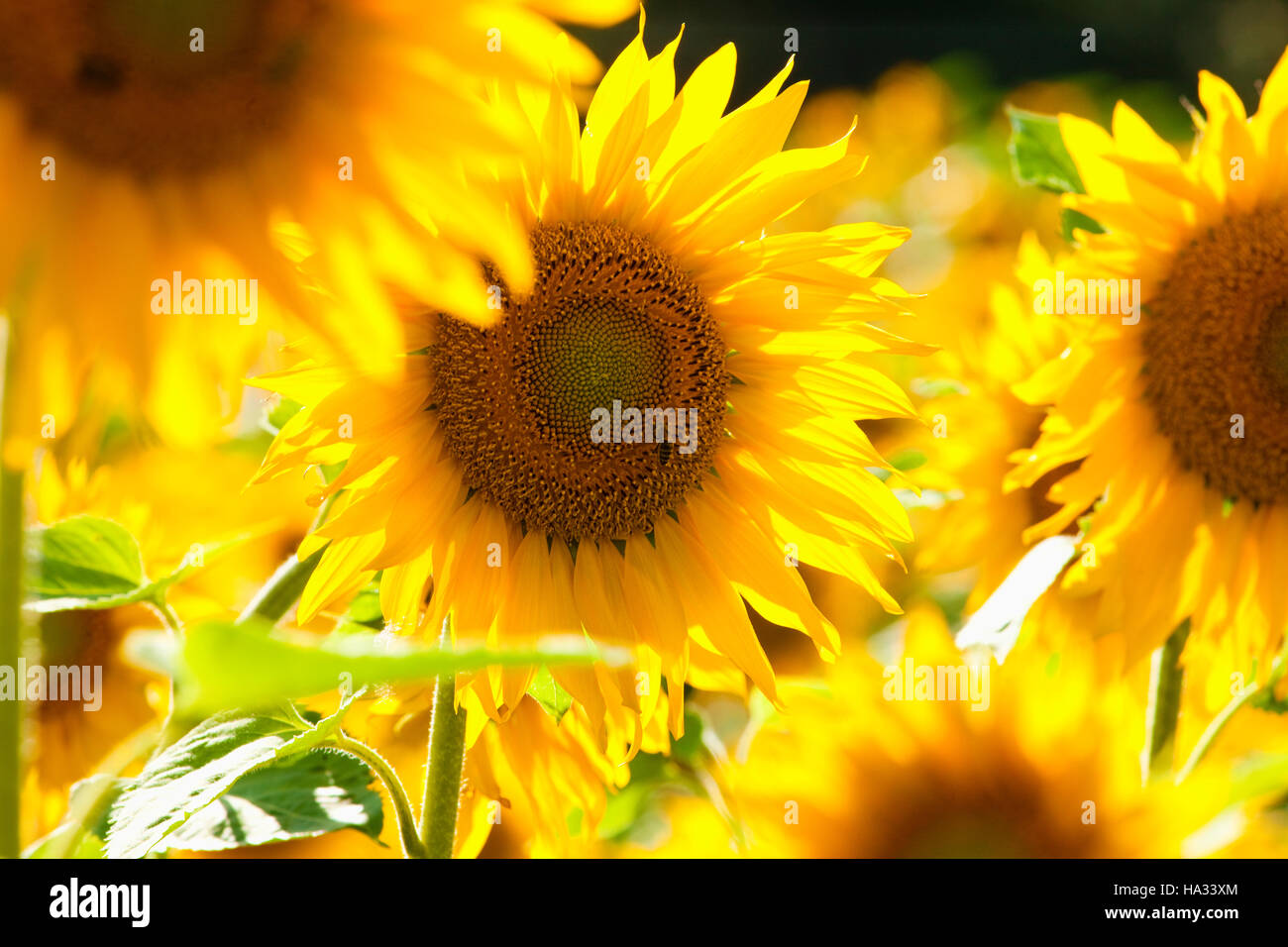 Field nature agriculture sunflower hi-res stock photography and images ...