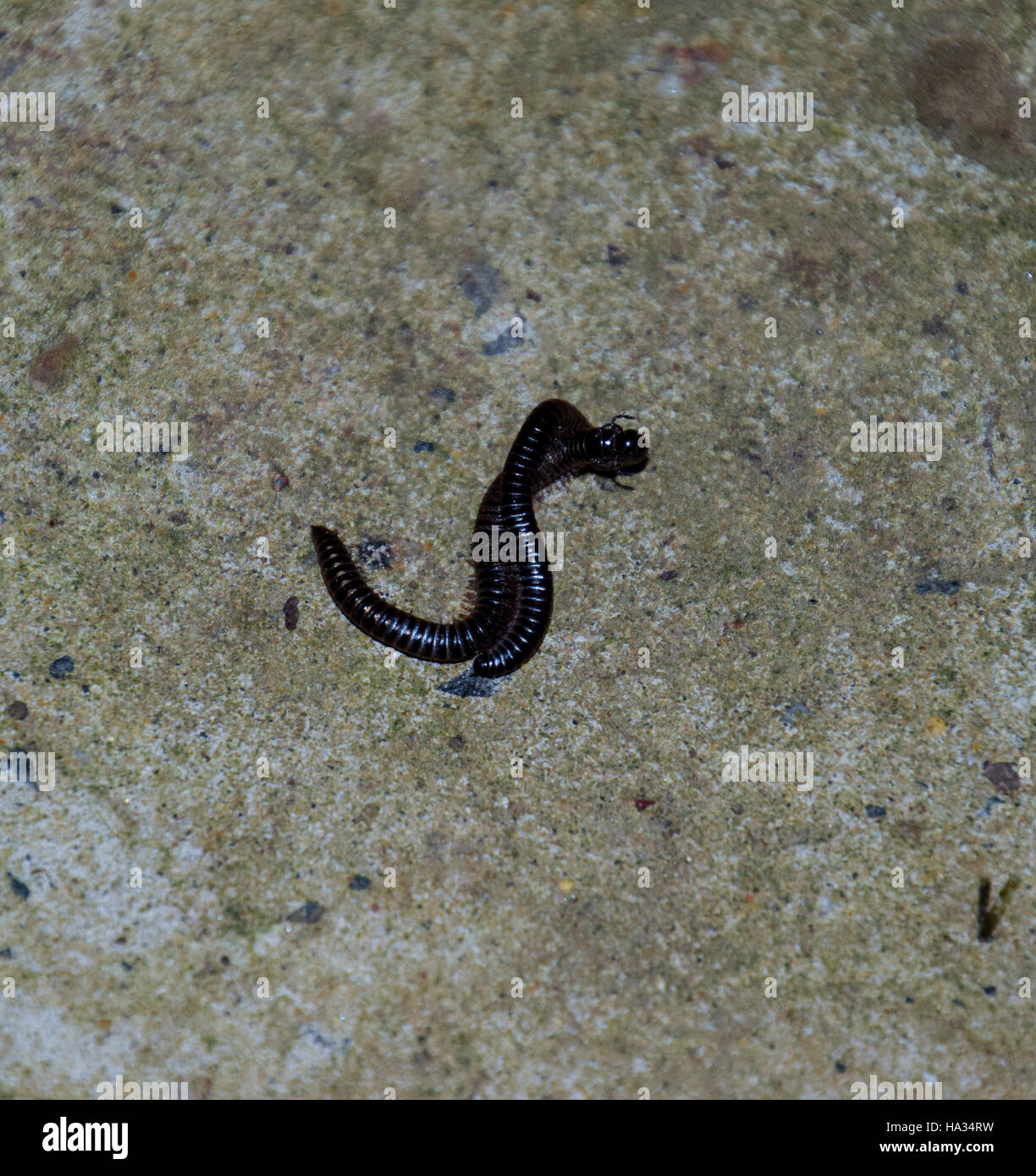 Mating millipede. Millipede - centipedes black with strong armor Stock ...