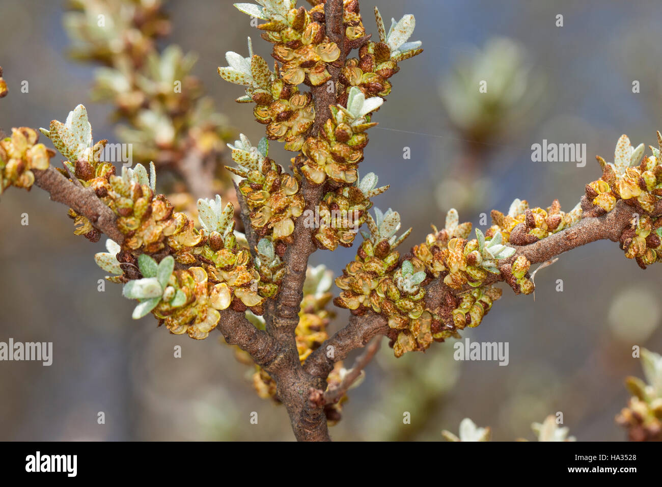 Sanddorn, Sand-Dorn, Blüten, Hippophae rhamnoides, Sea Buckthorn, sea ...