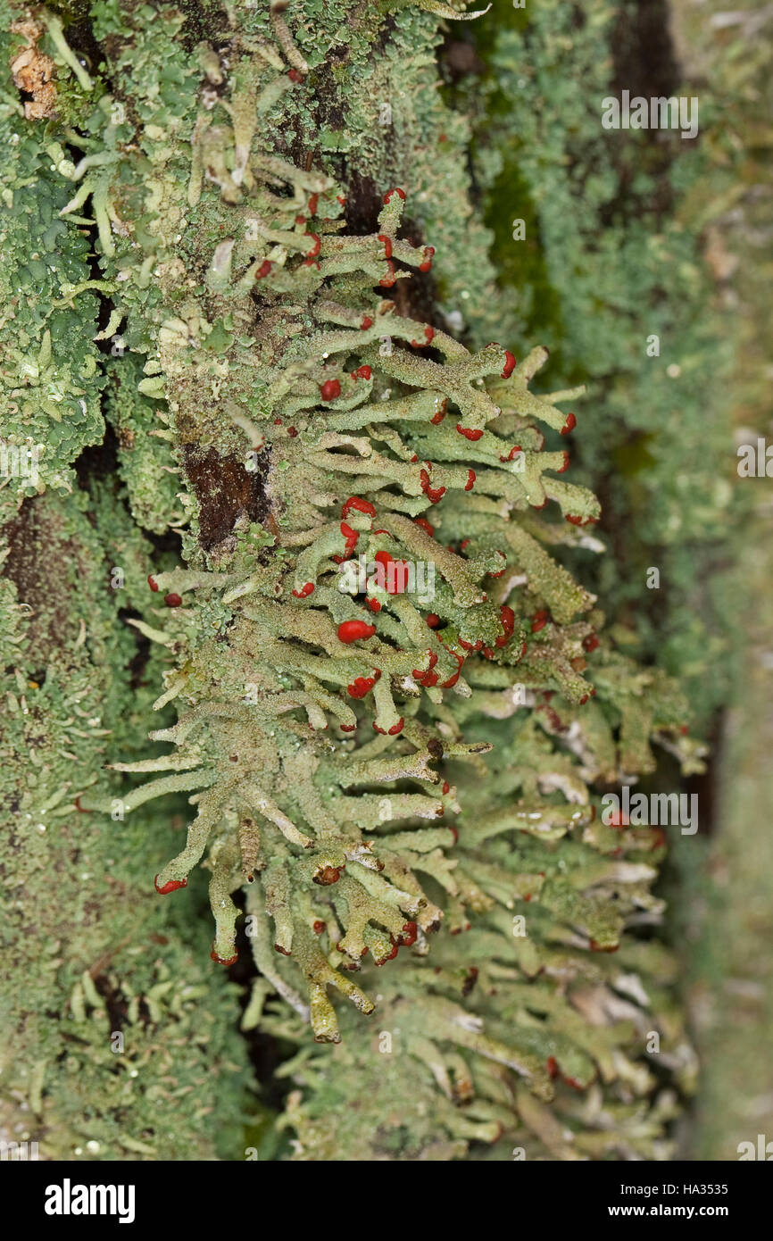 Rotfrüchtige Becher-Flechte, Rotfrüchtige Becherflechte, Scharlach ...