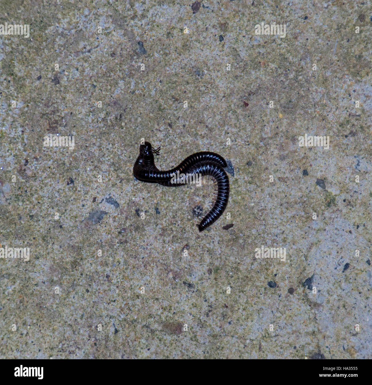 Mating millipede. Millipede - centipedes black with strong armor Stock ...