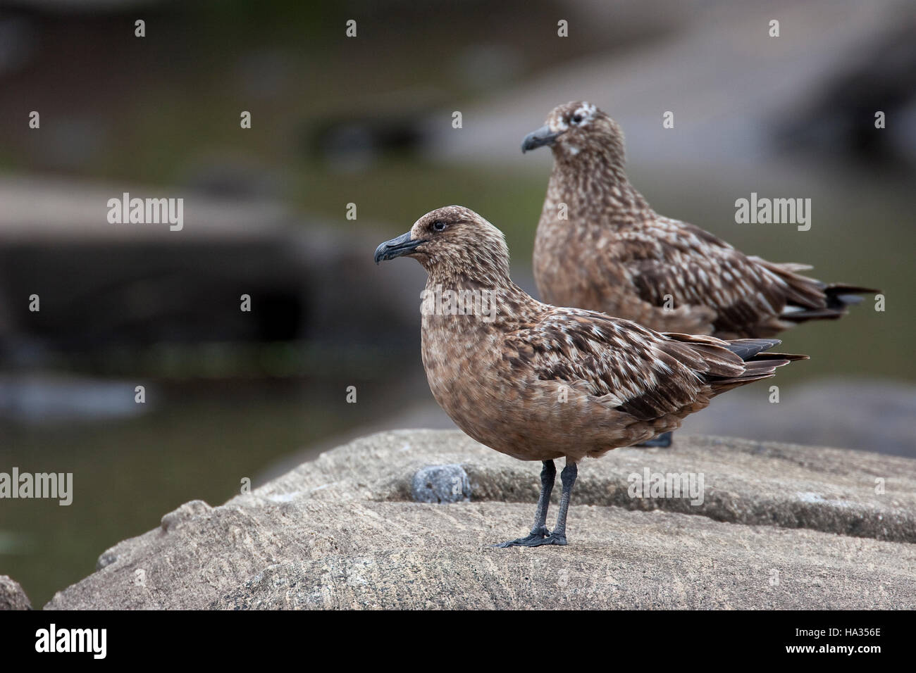 Grosse raubmowe hi-res stock photography and images - Alamy