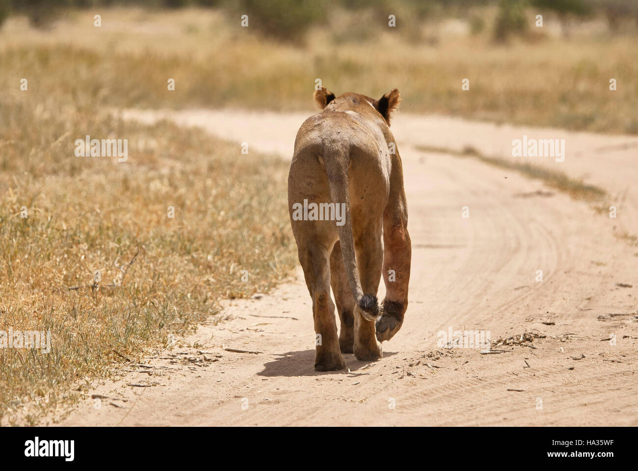 Lion road hi-res stock photography and images - Alamy
