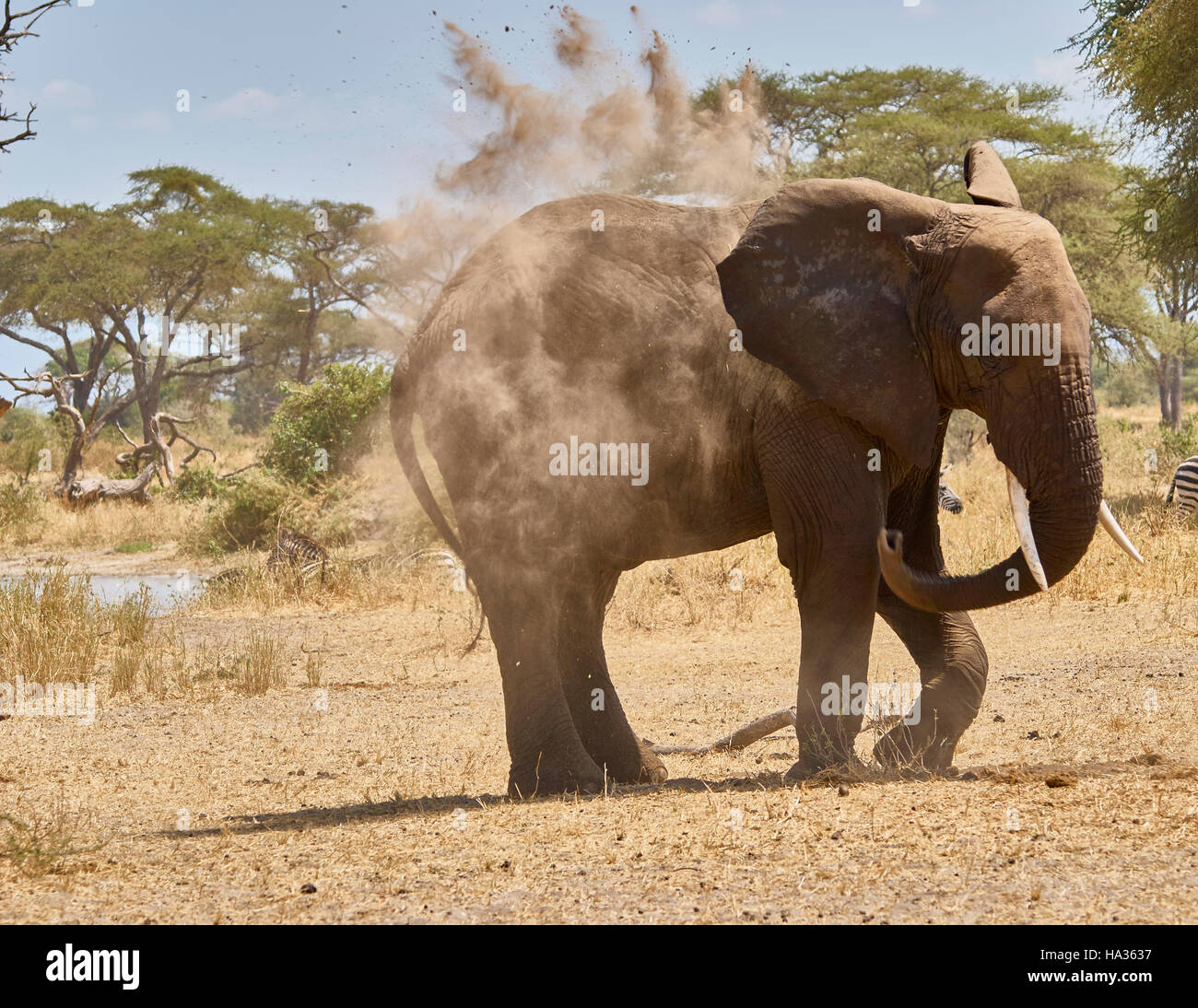 Elephant taking a sand bath Stock Photo - Alamy