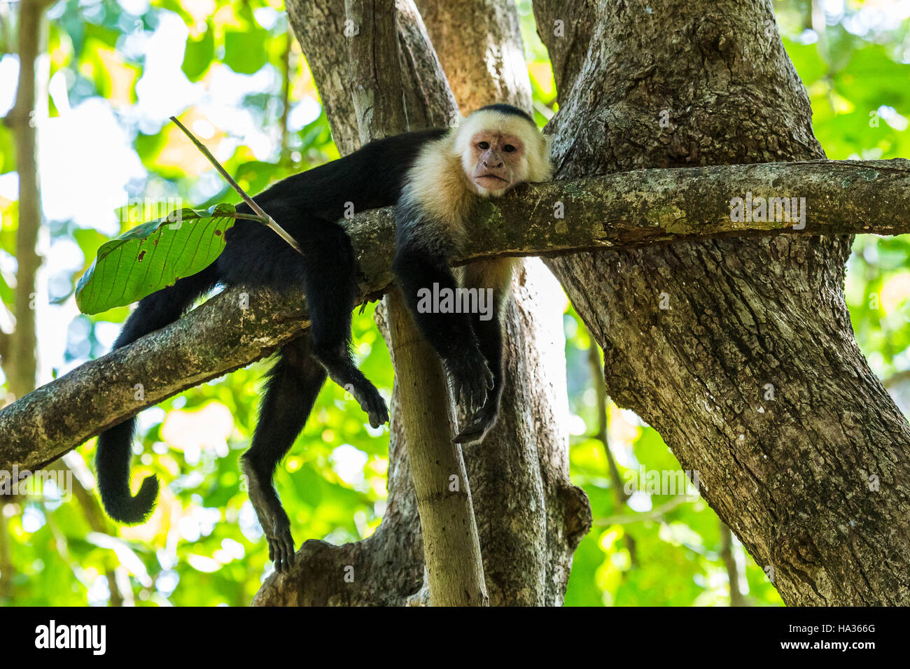 A white faced capuchin takes some time out after an early morning feed ...