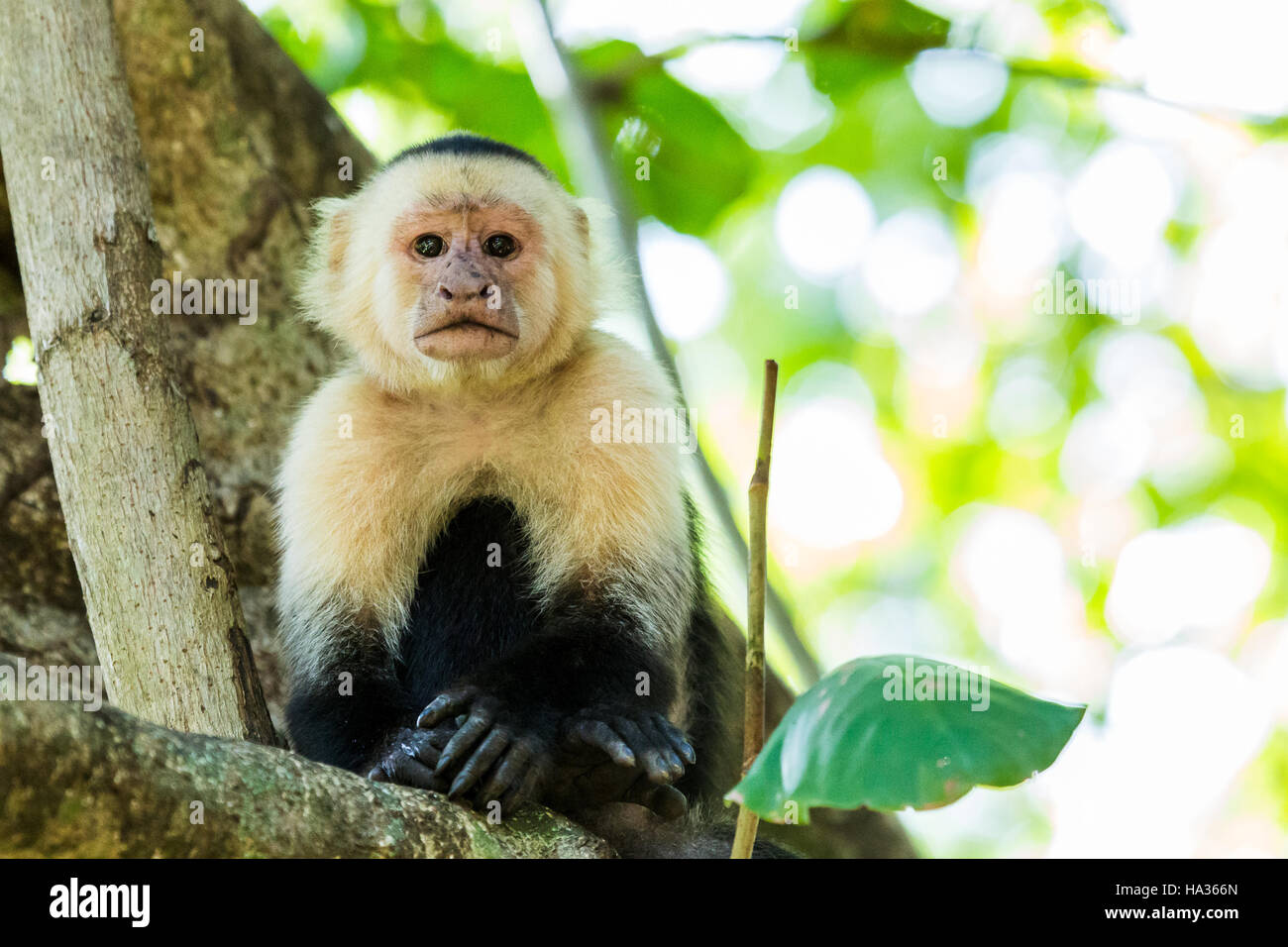 White faced capuchin eating hi-res stock photography and images - Alamy