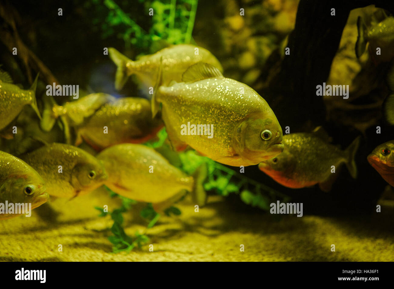Sea life: exotic tropical coral reef fish Stock Photo - Alamy
