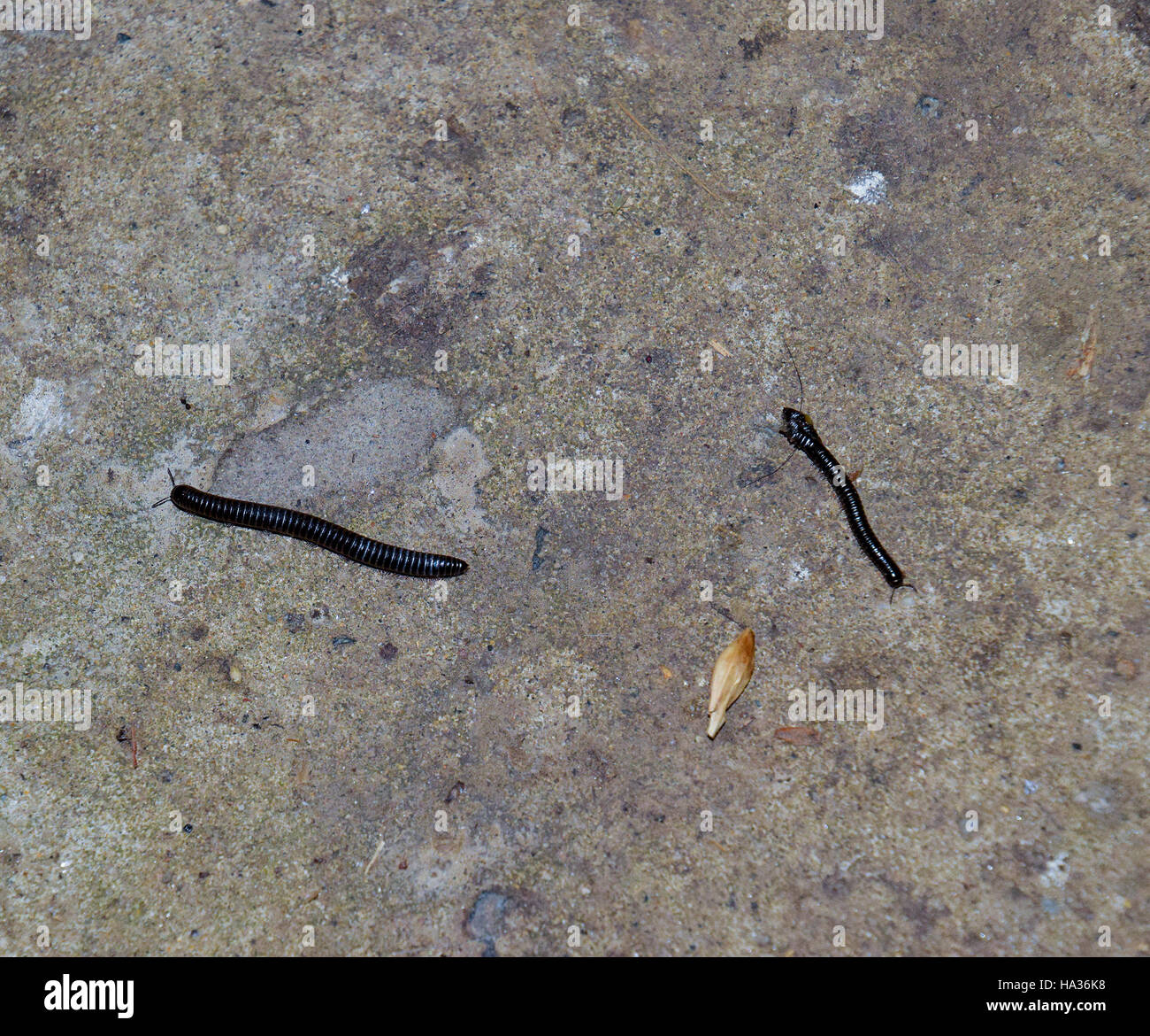 Crawling on concrete millipede. Millipede - centipedes black with ...