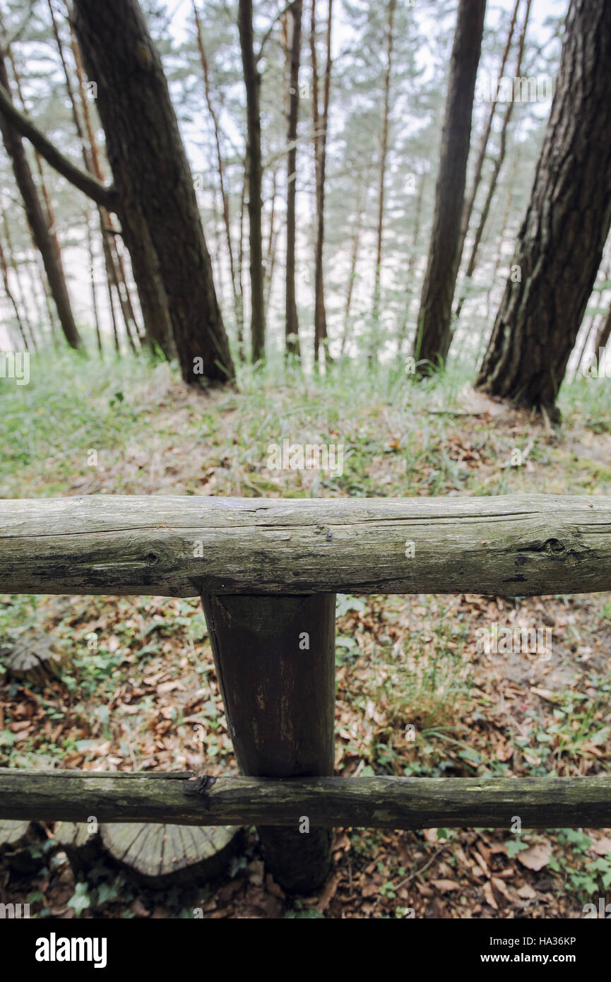 walk path in forest in early spring Stock Photo - Alamy