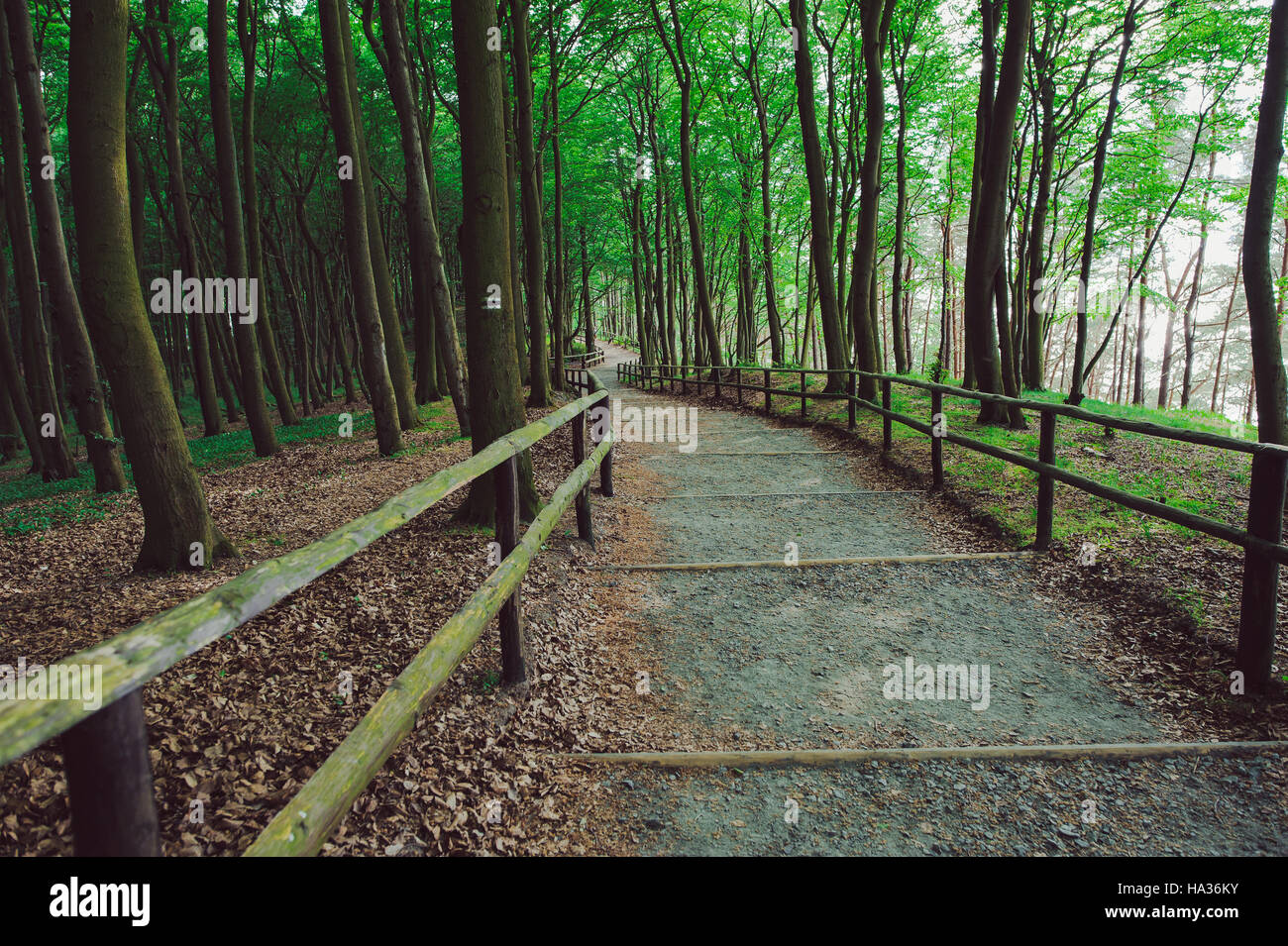walk path in forest in early spring Stock Photo - Alamy