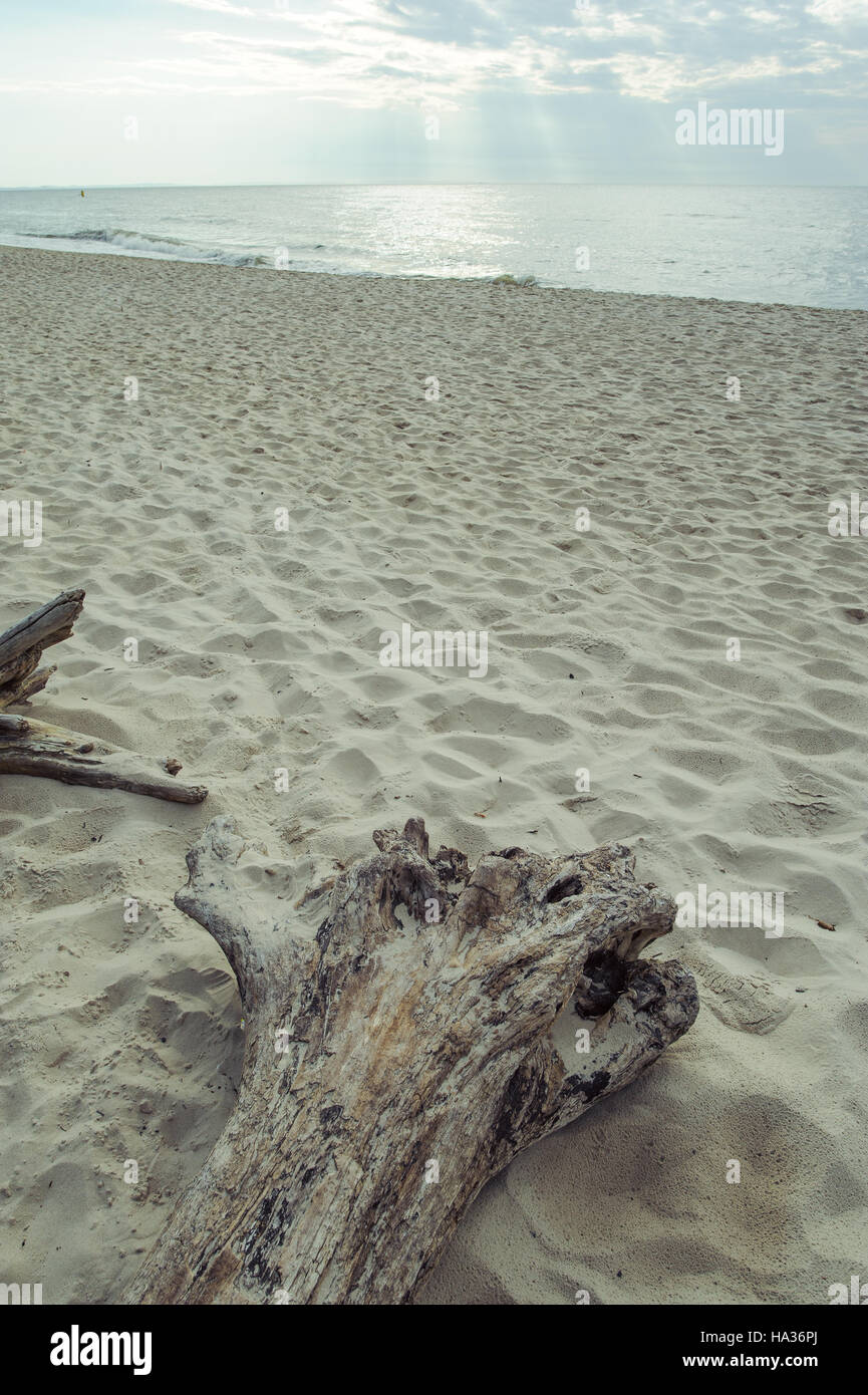 A piece of dry wood lying on the pebbles on the beach Stock Photo - Alamy