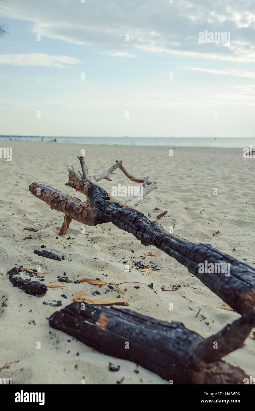 A piece of dry wood lying on the pebbles on the beach Stock Photo - Alamy