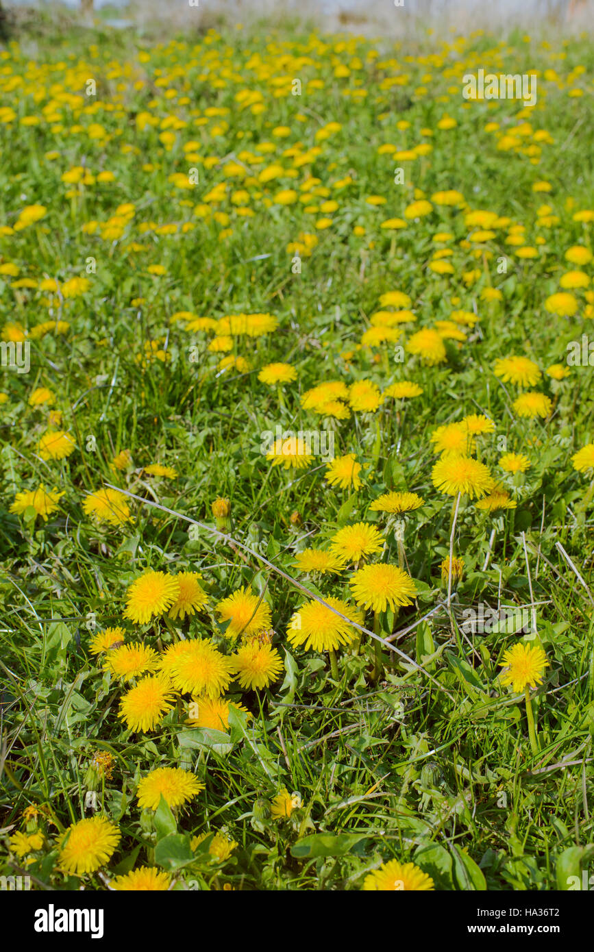 Blooming dandelions in the meadow. Spring landscape Stock Photo - Alamy