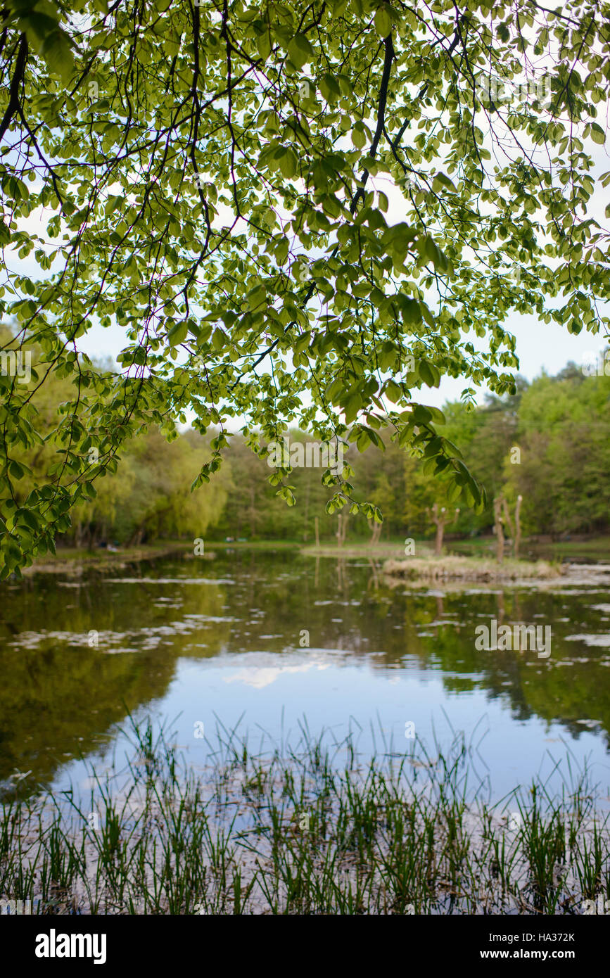 Spring Park. Lake in the spring park. Spring landscape Stock Photo - Alamy