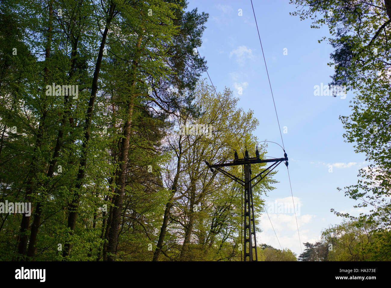 high voltage post in forest in early spring time Stock Photo - Alamy