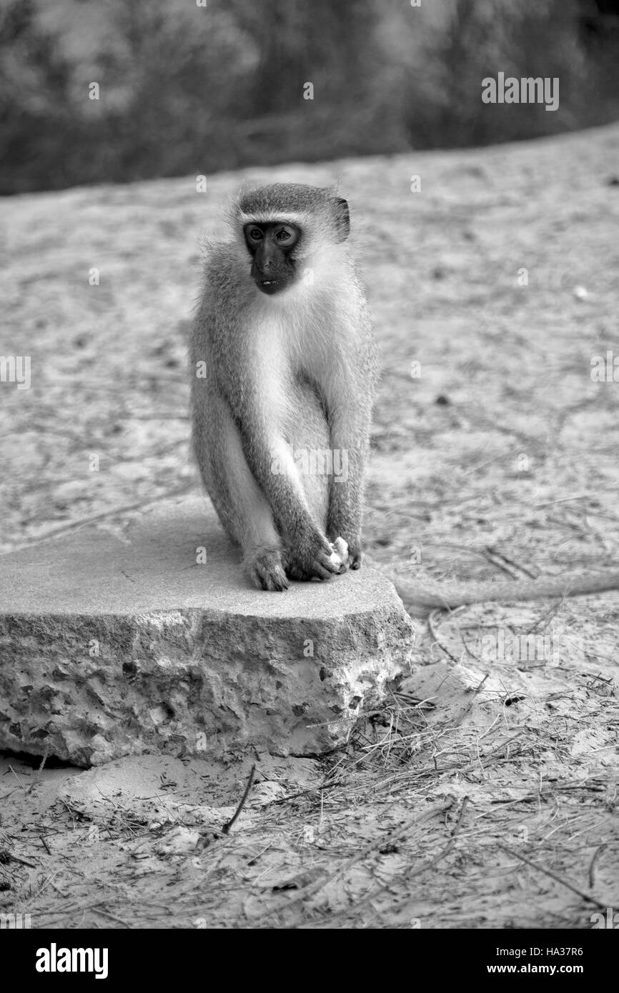 blur in south africa kruger wildlife nature reserve and wild monkey ...