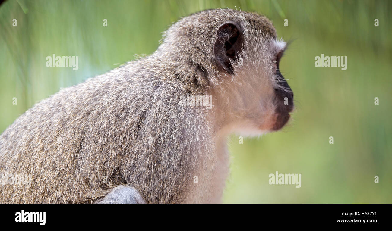 blur in south africa kruger wildlife nature reserve and wild monkey ...