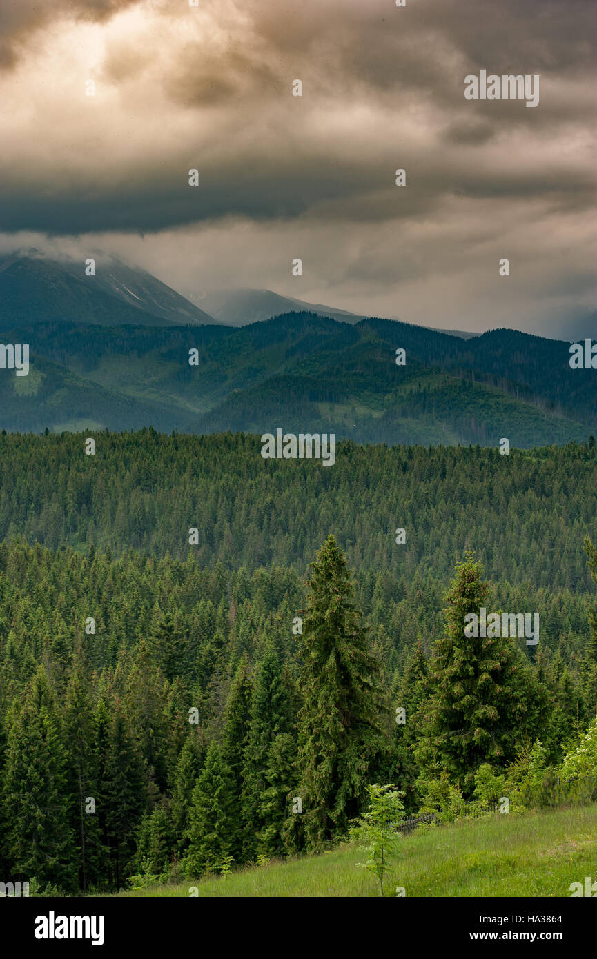 Forest. Green mountain forest landscape. Misty mountain forest ...