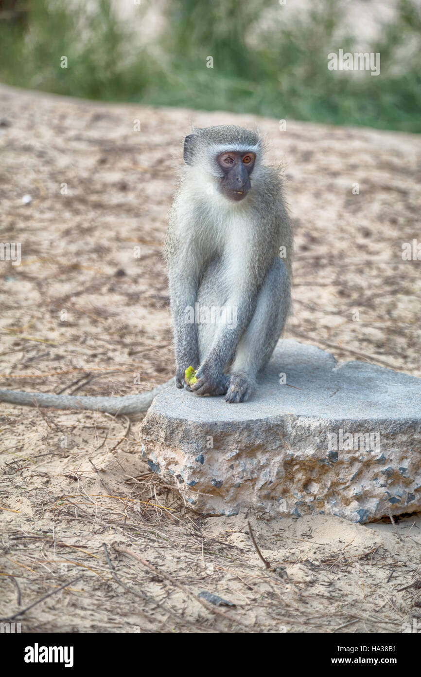 blur in south africa kruger wildlife nature reserve and wild monkey ...