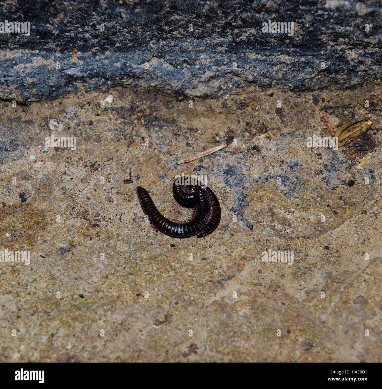 Millipede reproduction hi-res stock photography and images - Alamy