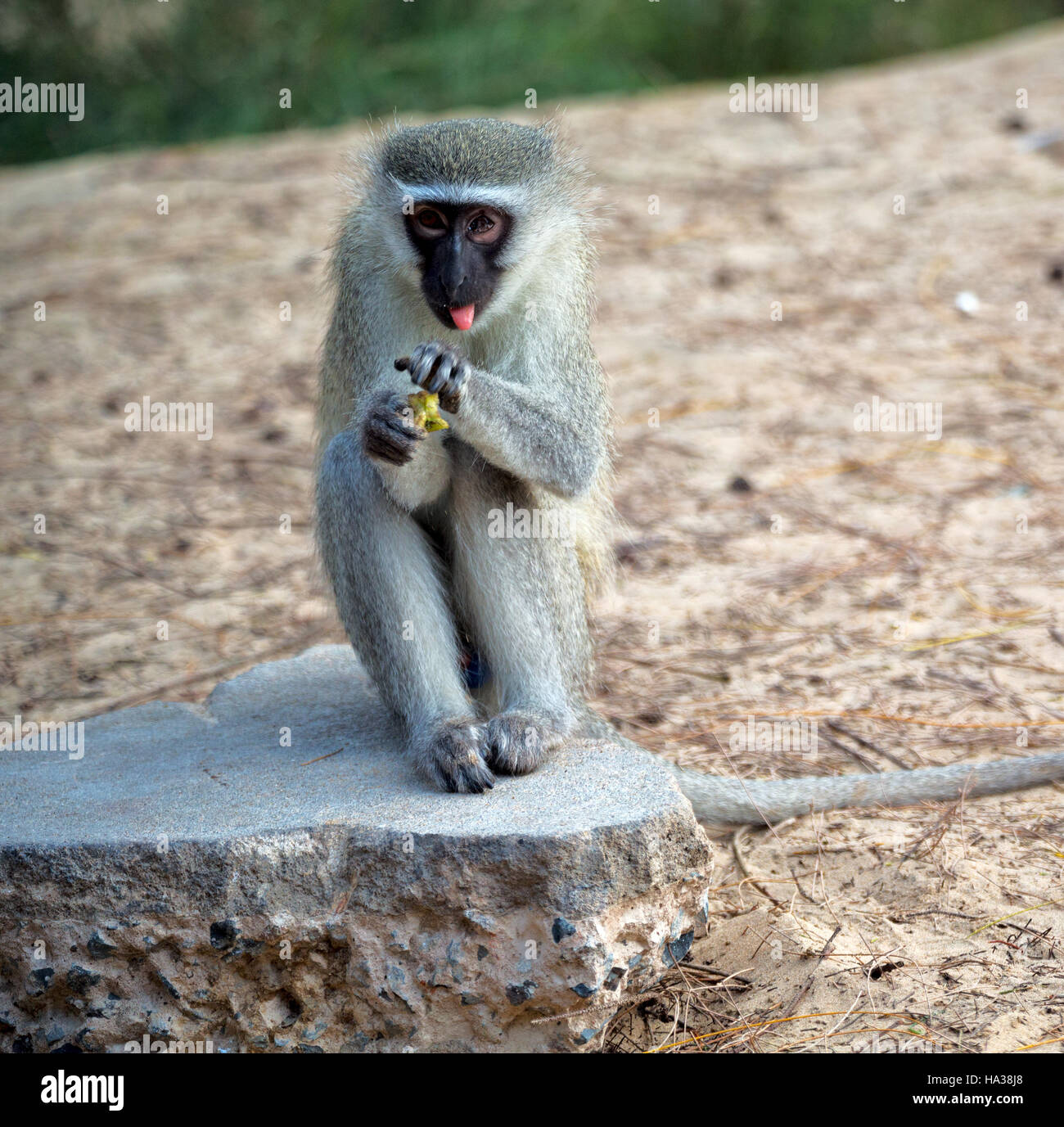 blur in south africa kruger wildlife nature reserve and wild monkey ...