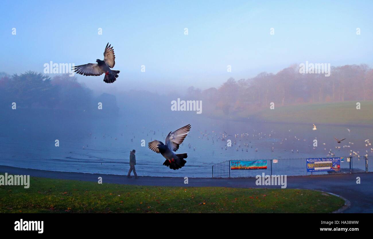 Pigeons fly above a mist covered lake in Sefton Park, Liverpool Stock ...