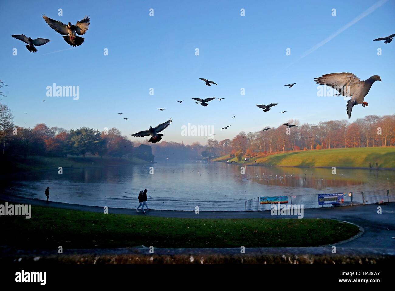 Liverpool pigeons hi-res stock photography and images - Alamy