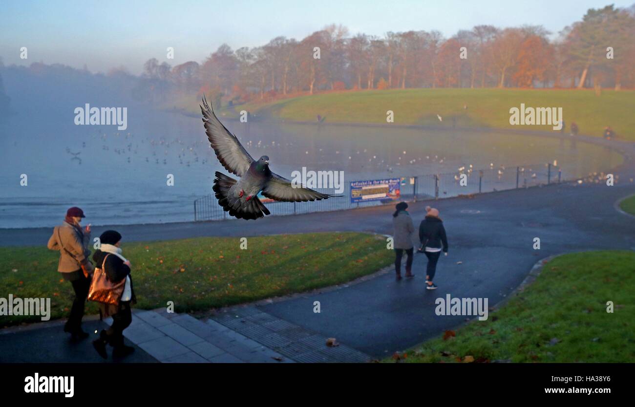 Pigeons fly above a mist covered lake in Sefton Park, Liverpool Stock ...